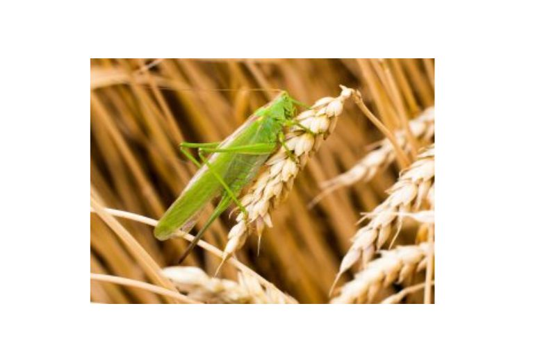 Cricket Vs Grasshoppers - 9 Amazing Differences - The Cockroach Guide Cricket Vs Grasshoppers - 9 Amazing Differences - The Cockroach Guide